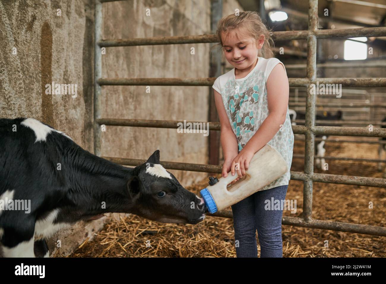 Caring for cattle. Cropped shot of an adorable little girl feeding a ...
