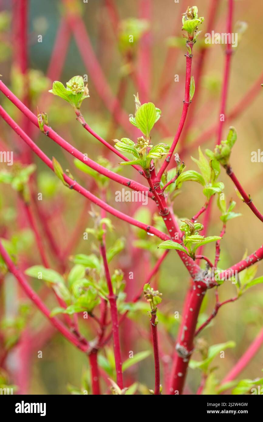 Cornus alba baton rouge minbat hi-res stock photography and images - Alamy