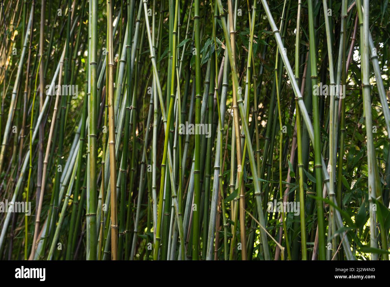 Bamboo branches and leaves garden background Stock Photo - Alamy