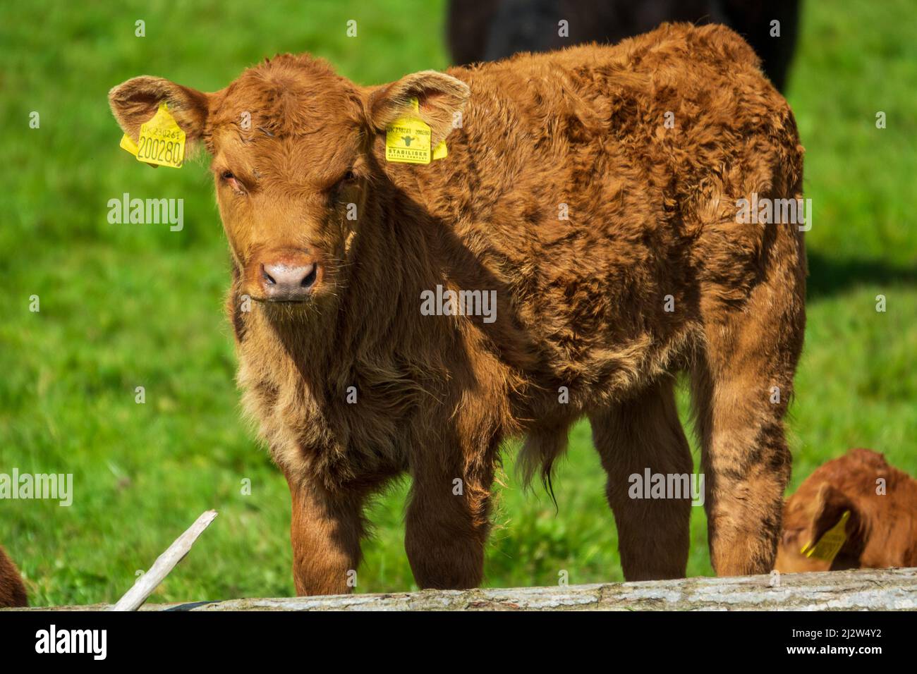 Brown calf in field hi-res stock photography and images - Alamy