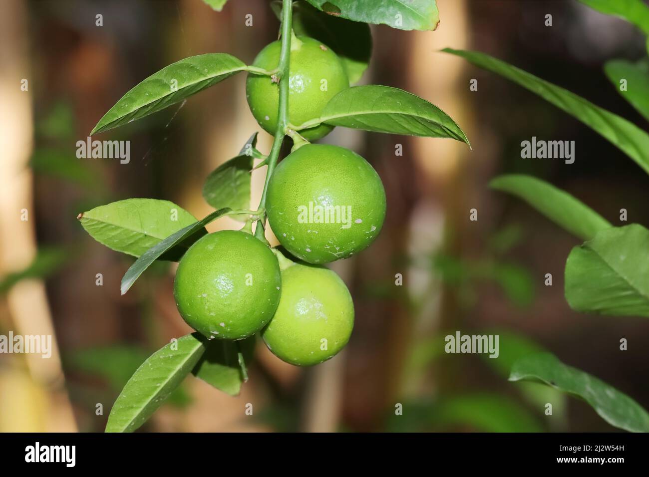 Close-up photo of Large bunch of green lemon fruit hanging from a tree ...