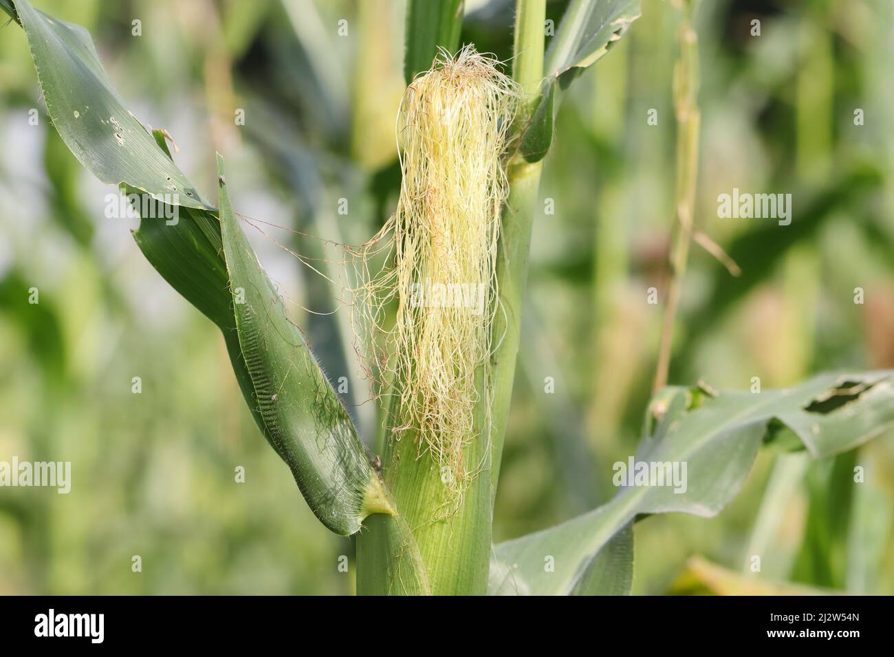Close-up photo of Maize Fruit Growing on Maize Crop Stock Photo - Alamy