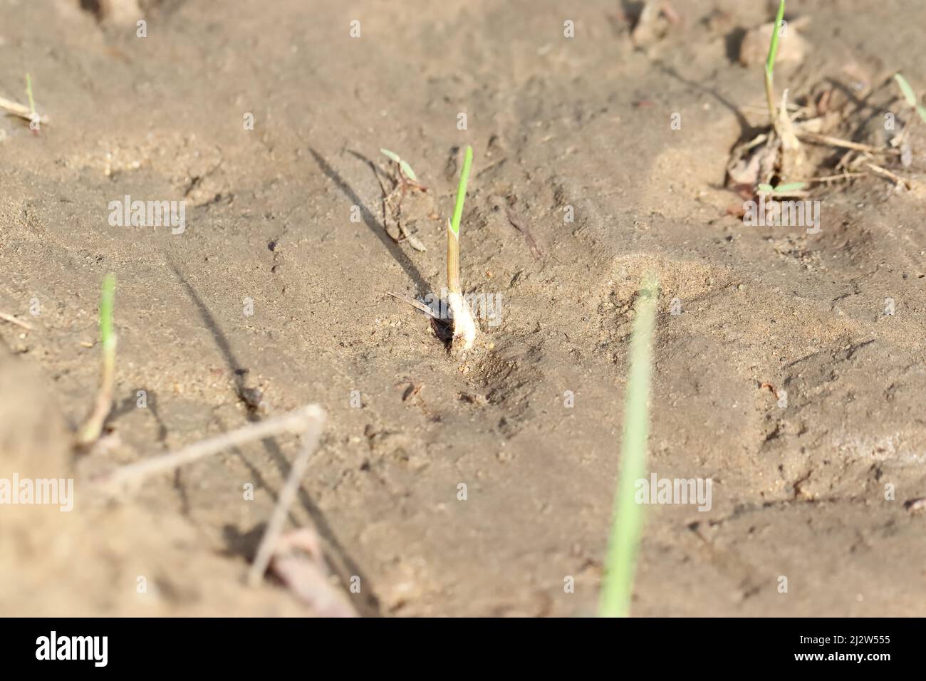 Close-up photo of small garlic plant growing in the field Stock Photo ...