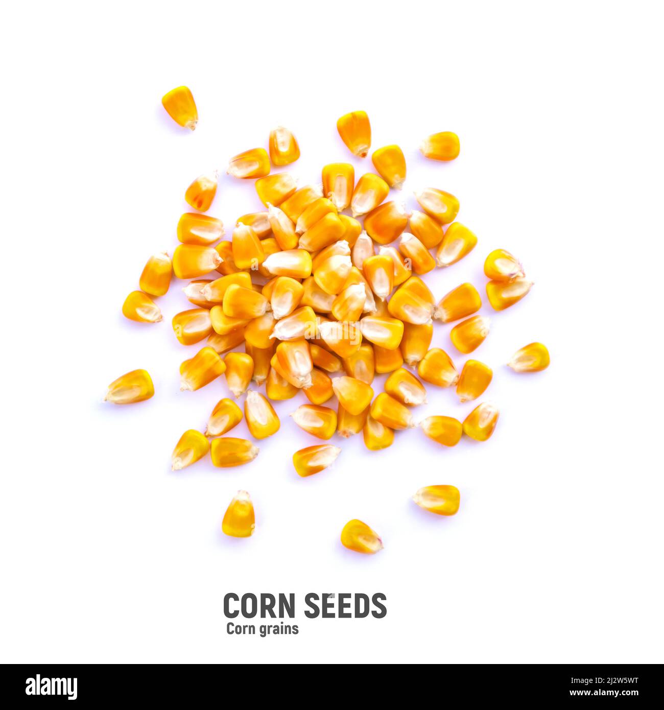 Heap of raw corns seeds, maize or sweetcorn kernels top view isolated ...