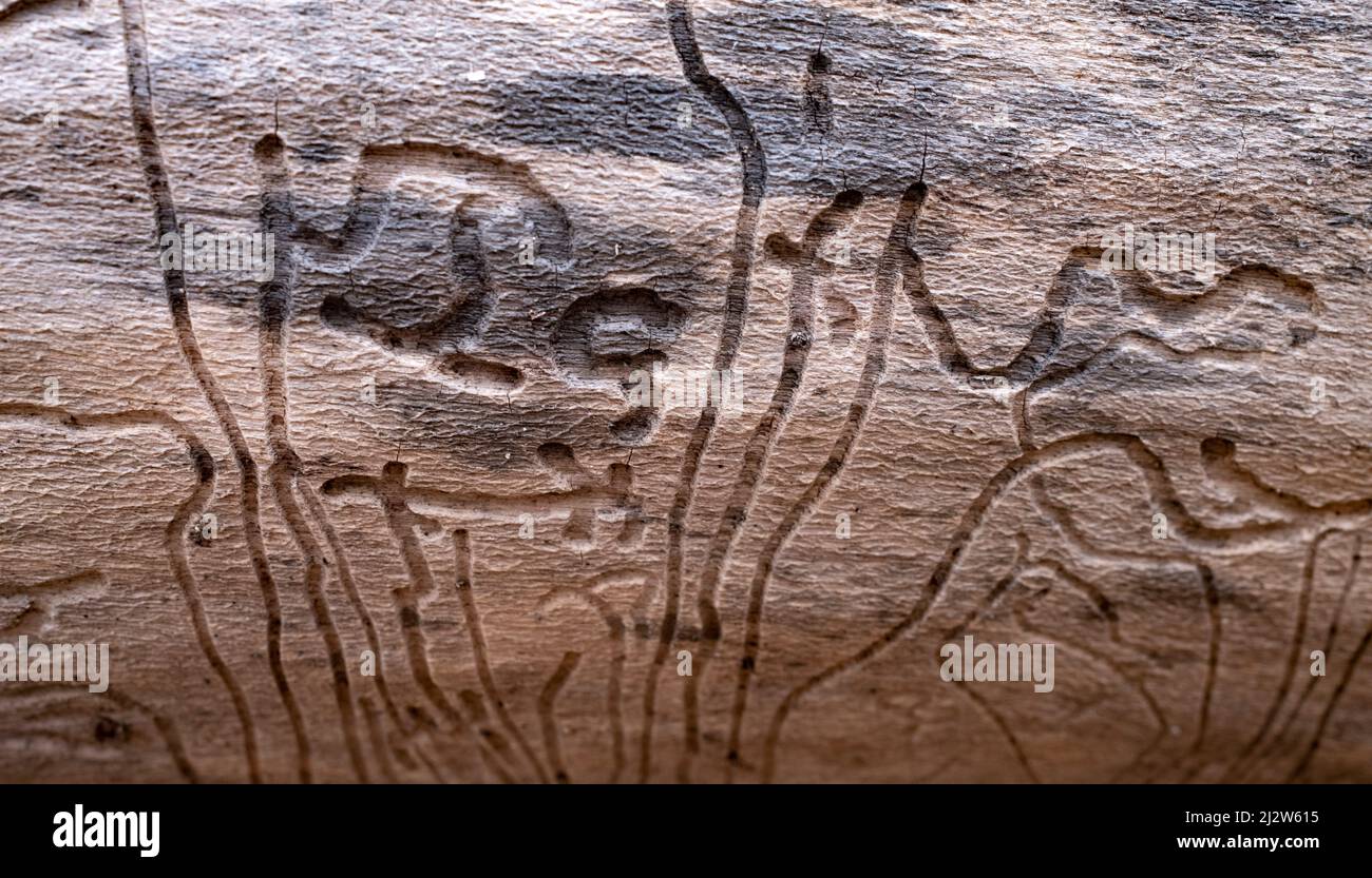 Paths made by worms in the tree bark in close up Stock Photo - Alamy