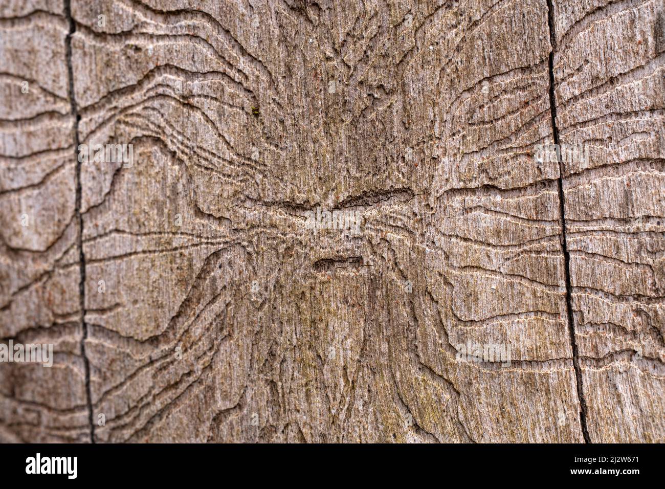 Paths made by worms in the tree bark in closeup, Abava River Valley ...
