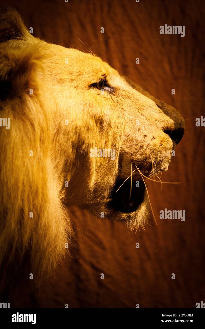 Head of Lion Display Stock Photo - Alamy