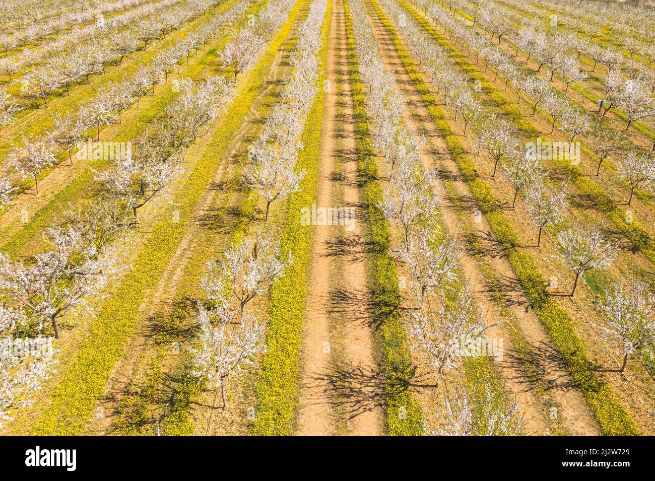 Long alley of almond trees blossom on an almonds plantation, view from ...