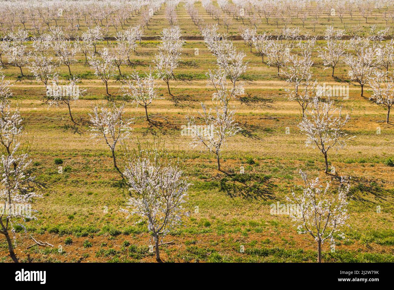 Almonds plantation and farm hi-res stock photography and images - Alamy
