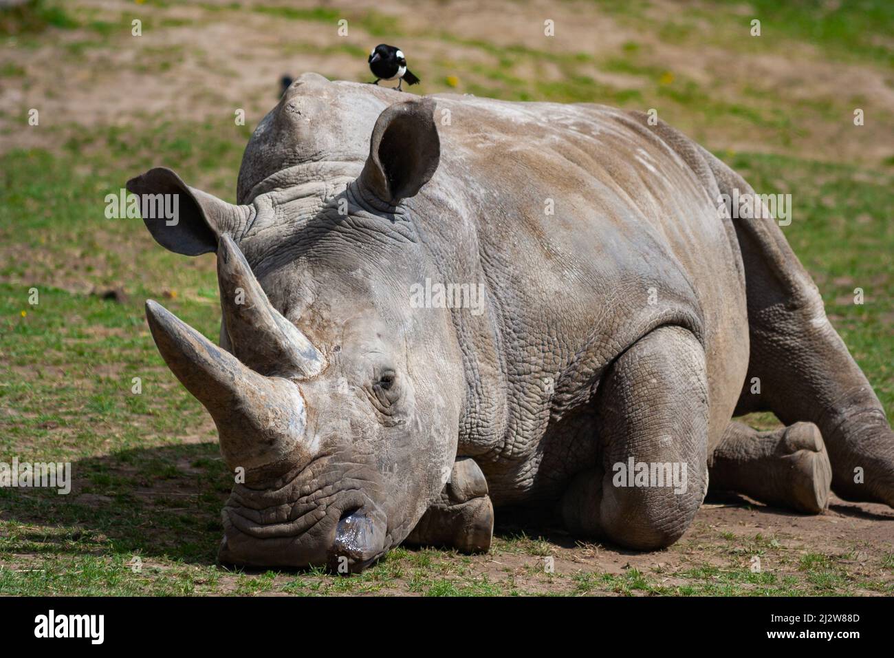 Southern White Rhinoceros (Ceratotherium simum simum) lying on the ...
