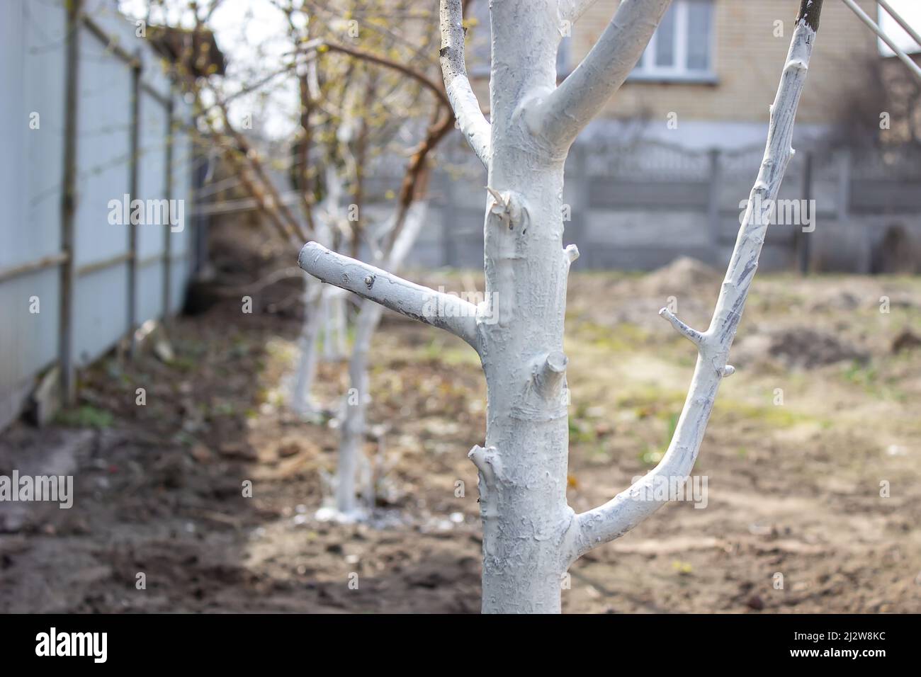 Girl whitewashing a tree trunk in a spring garden. Whitewash of spring ...