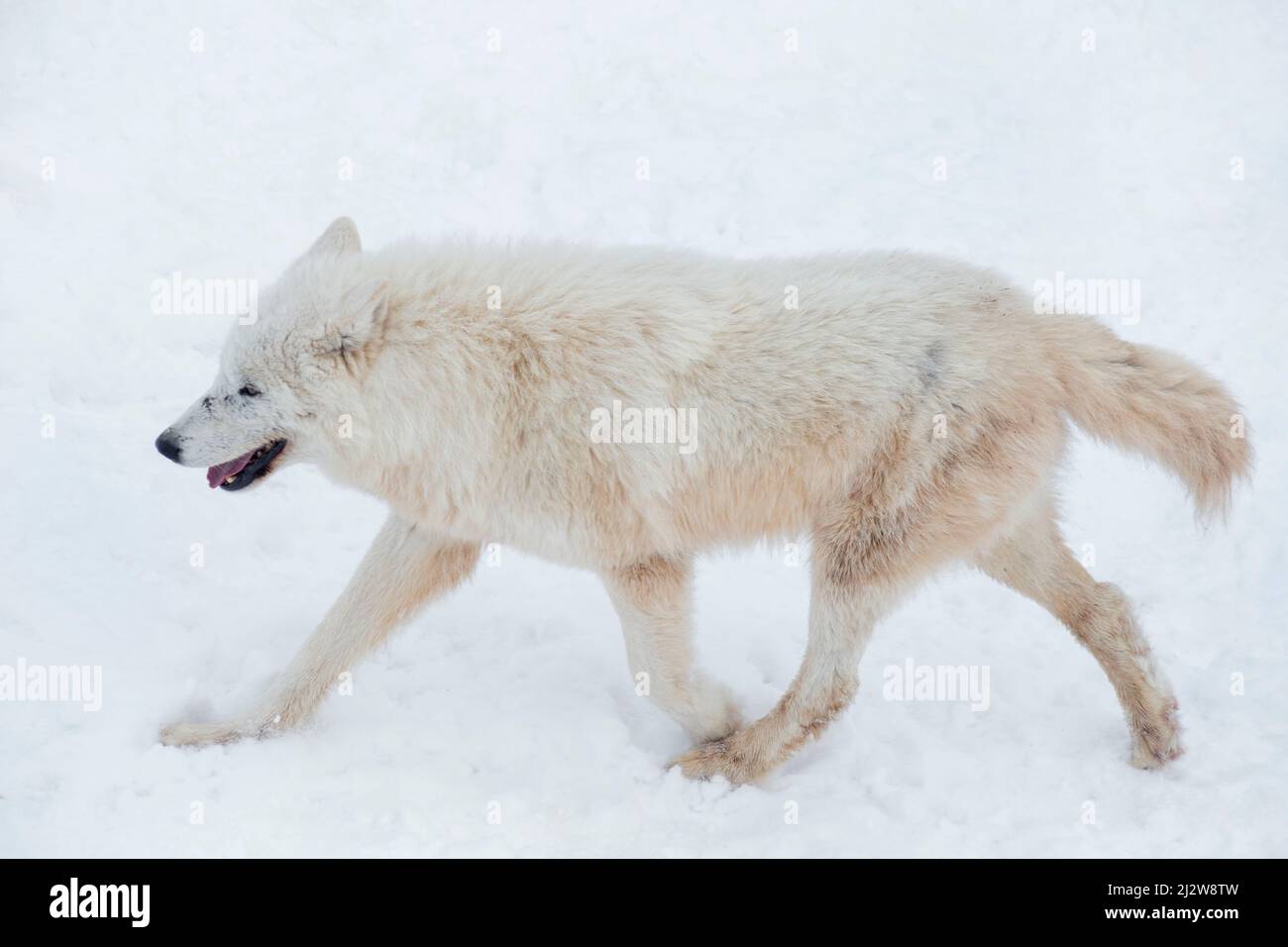 Angry polar wolf is running on a white snow. Canis lupus arctos. White ...