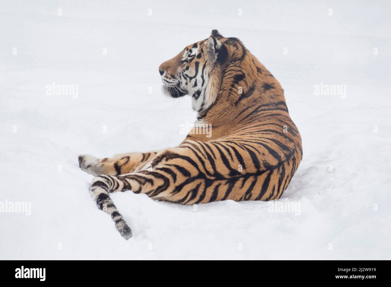 Big siberian tiger is lying on a white snow and looking away. Amur ...