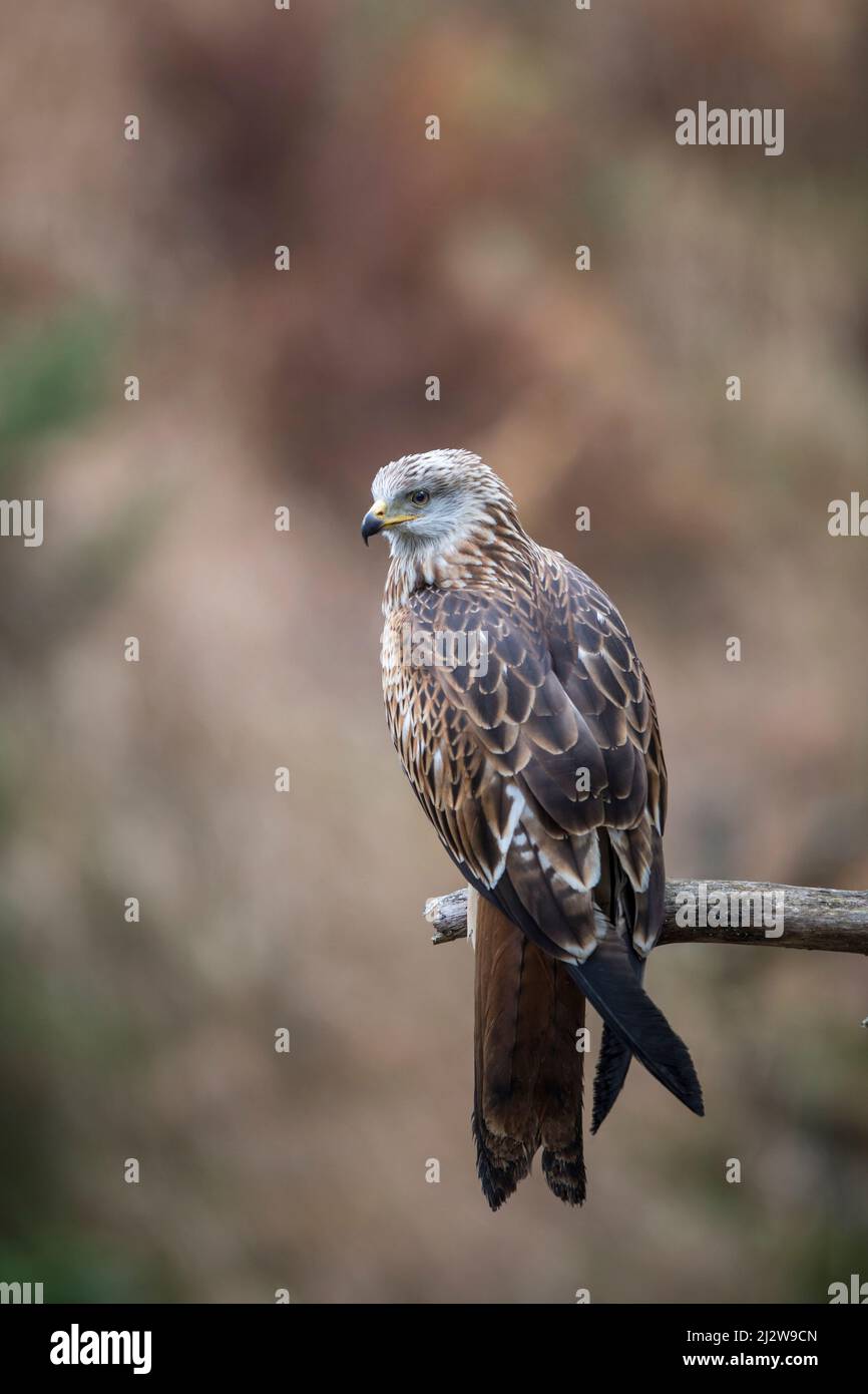 Rotmilan vogel hi-res stock photography and images - Alamy