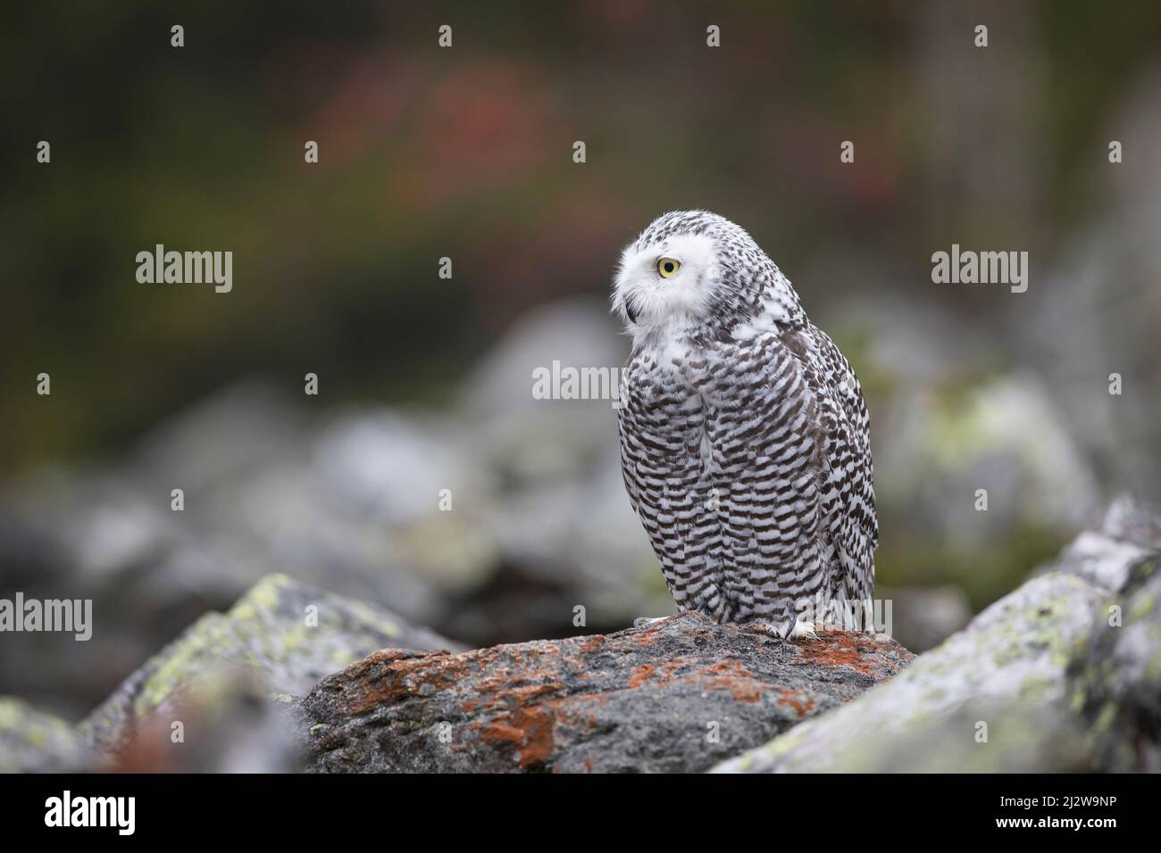 Scandiacus schnee eulen eulenvoegel hi-res stock photography and images ...