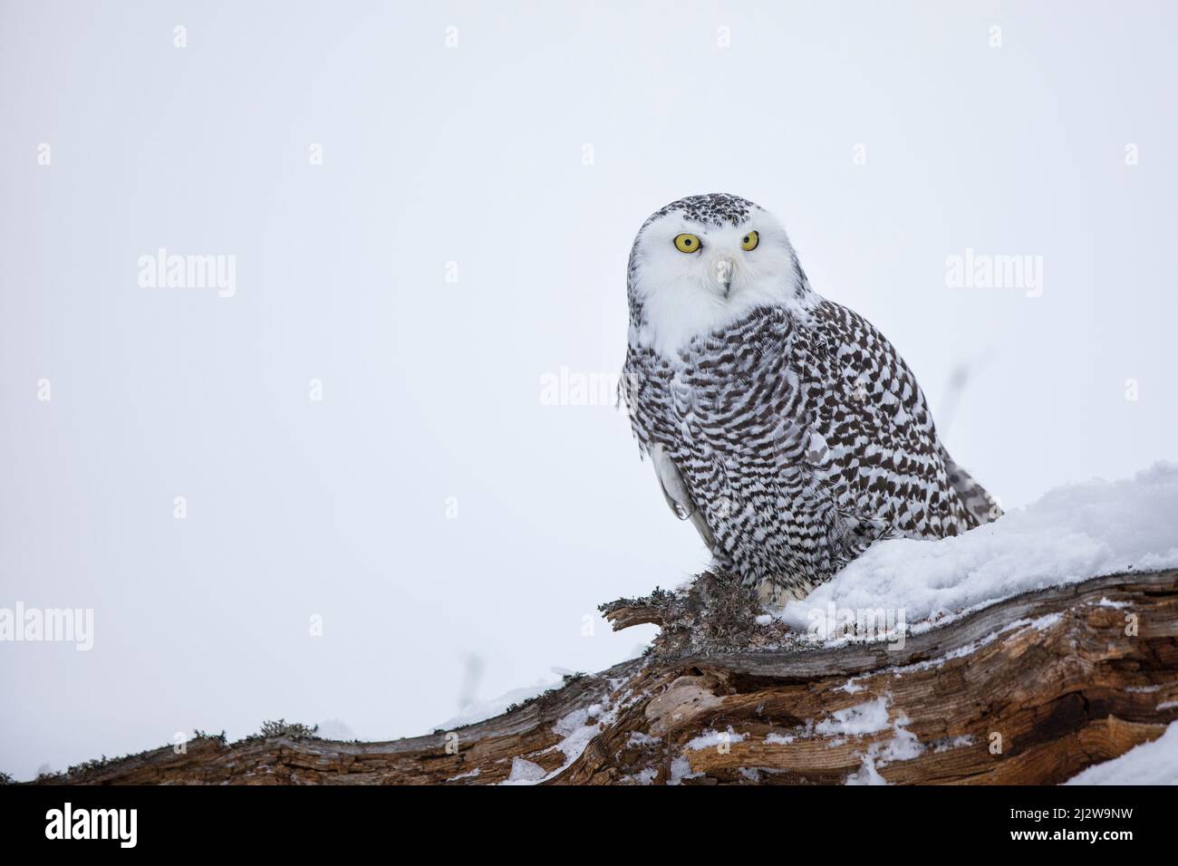 Schnee eule winter hi-res stock photography and images - Alamy