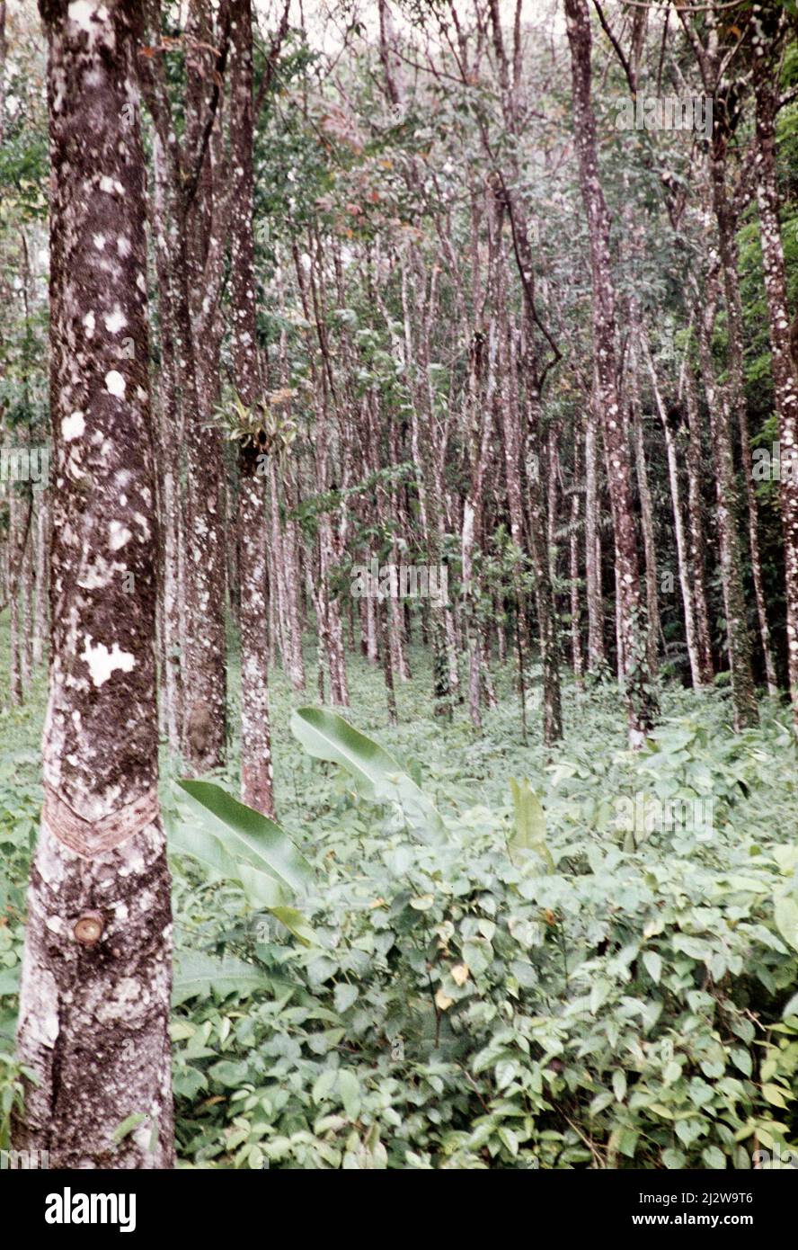 Plantation of rubber trees (Hevea brasiliensis), Trinidad c 1962 Stock ...