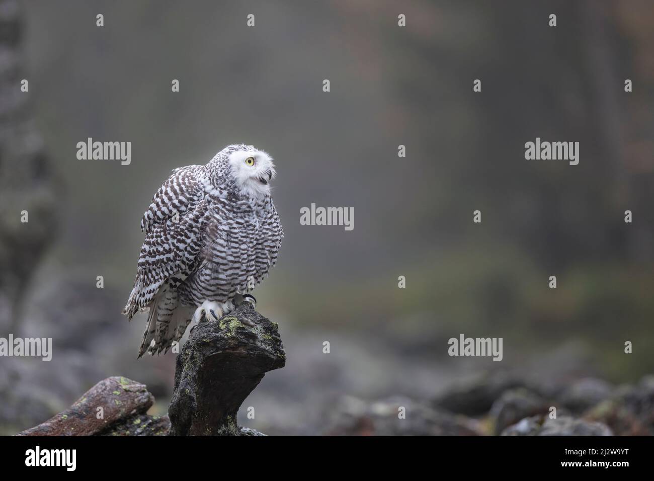 Scandiacus schnee eulen eulenvoegel hi-res stock photography and images ...