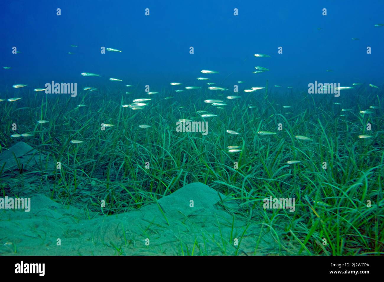 Sea weed weed seagrass seaweed eelgrass hi-res stock photography and ...