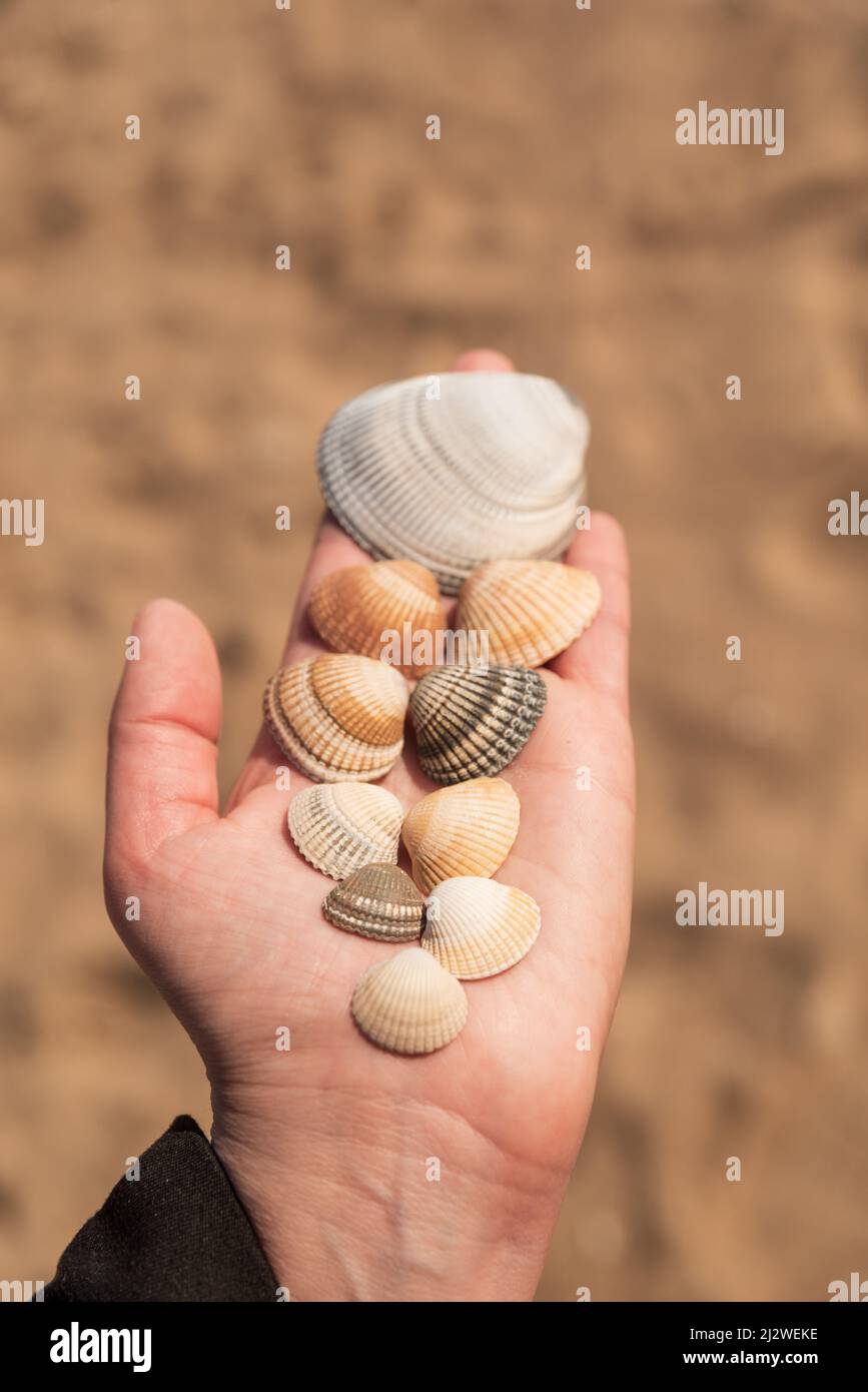 Female hand holding shells in a beach Stock Photo - Alamy