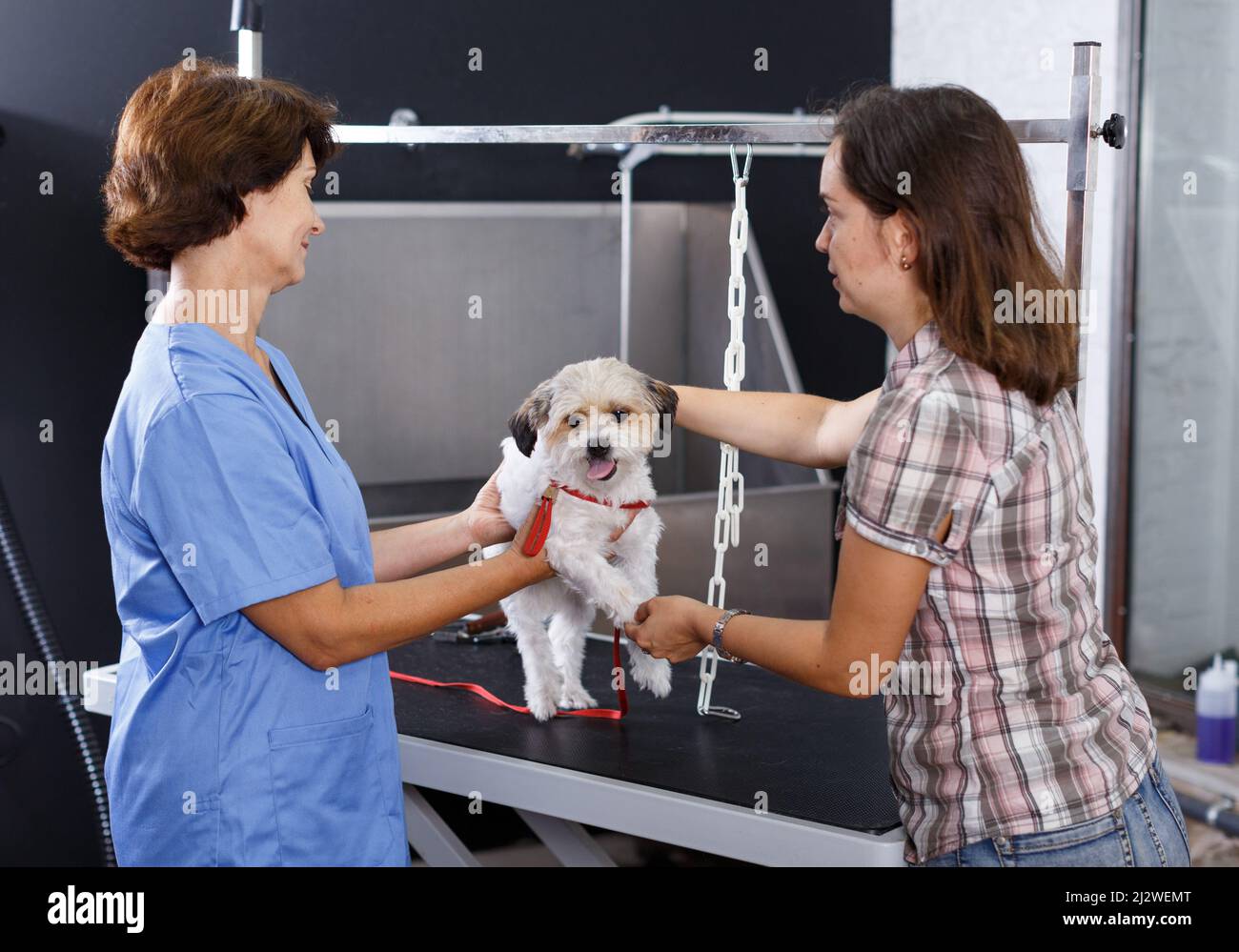 Woman with puppy visiting grooming salon Stock Photo - Alamy