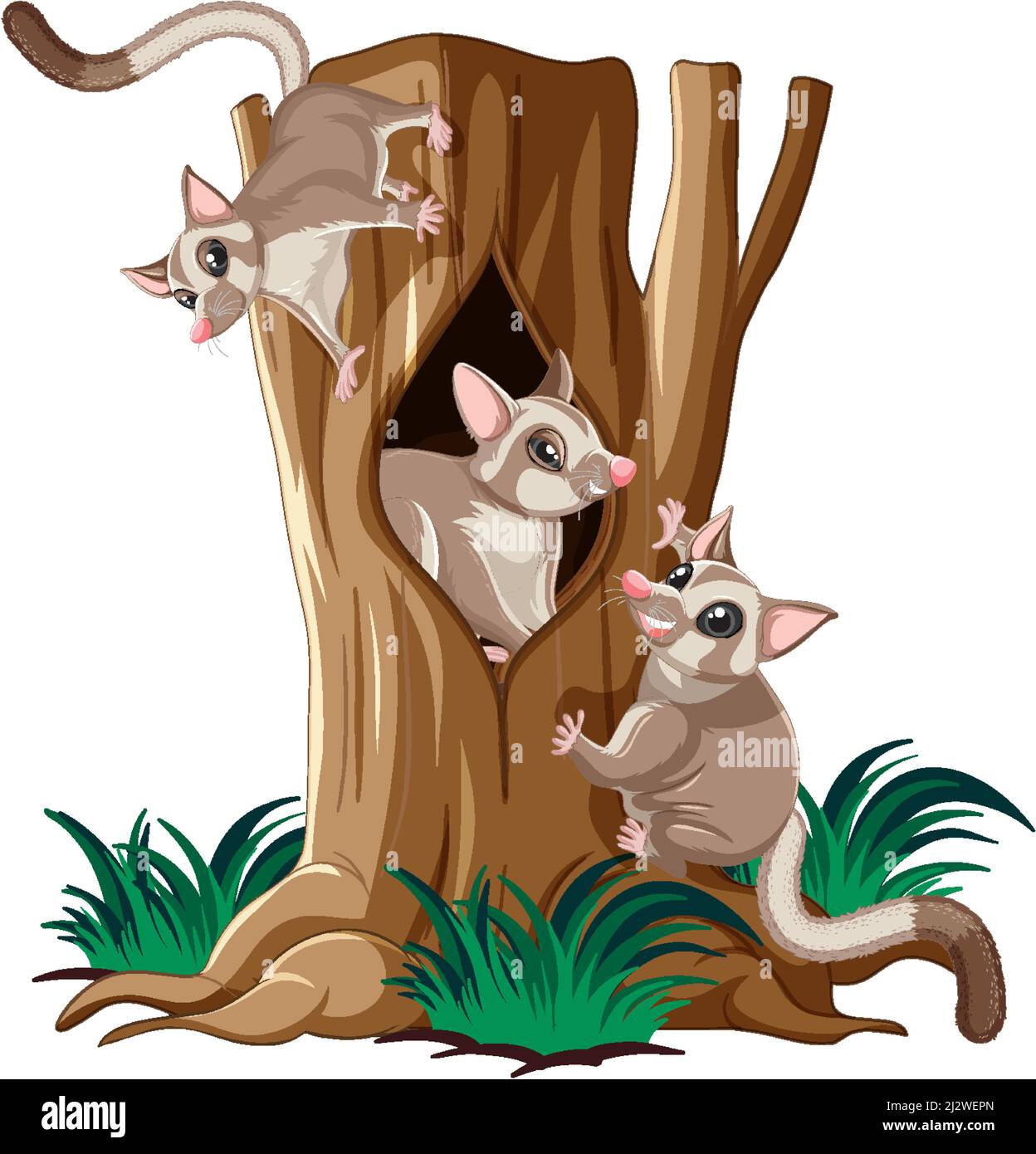 Sugar glider clipart hi-res stock photography and images - Alamy