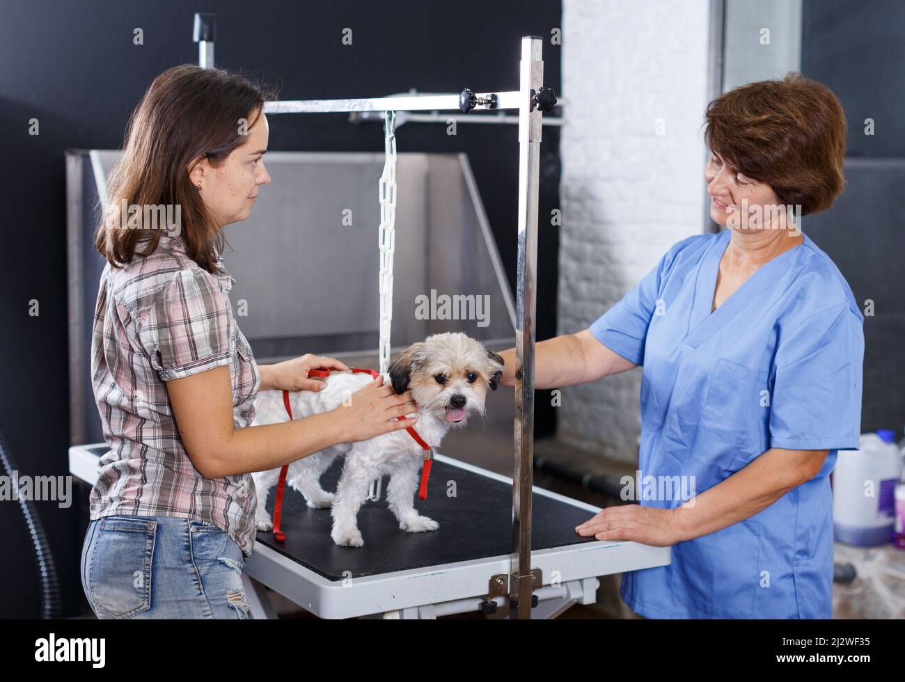 Woman with puppy visiting grooming salon Stock Photo - Alamy