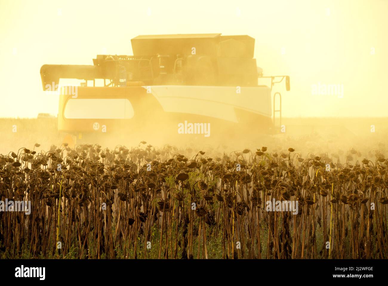 Combine harvester harvesting ripe sunflower Stock Photo - Alamy