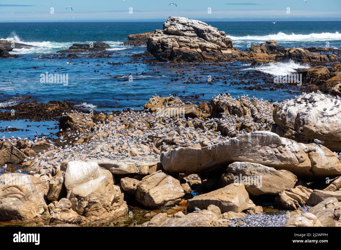 Selective focus on Sea birds nesting on a large rock next to the ocean ...