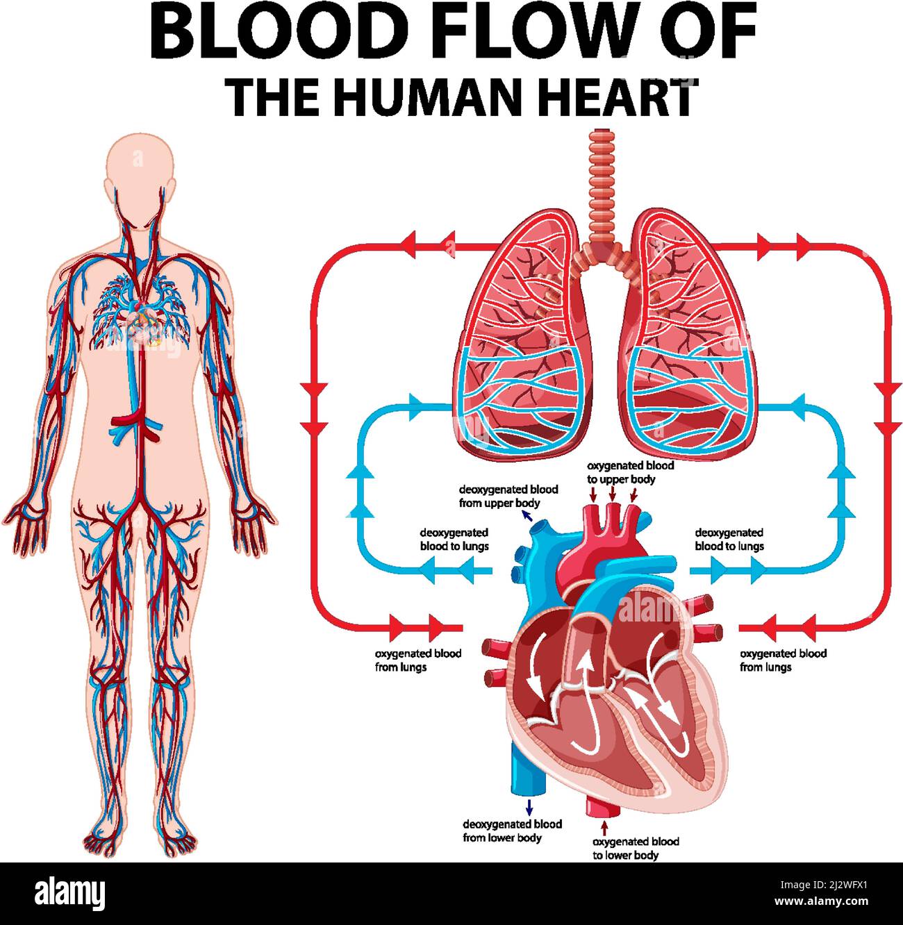 Diagram showing blood flow of human heart illustration Stock Vector ...