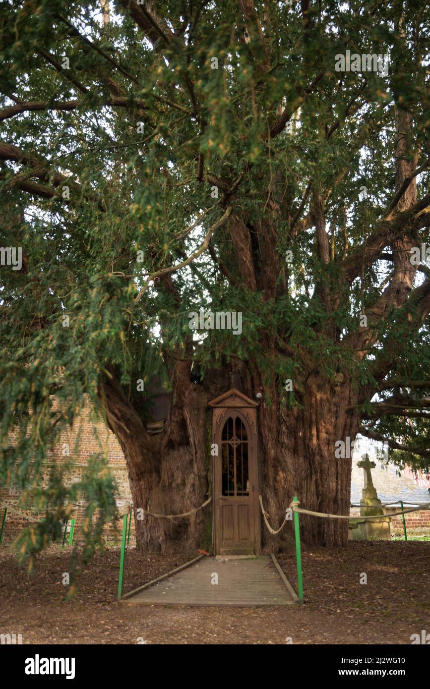 Very old yew in french cemetery Stock Photo - Alamy