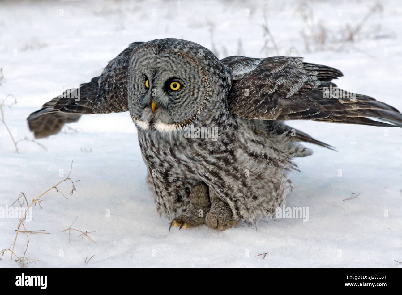 Great Gray Owl Talons