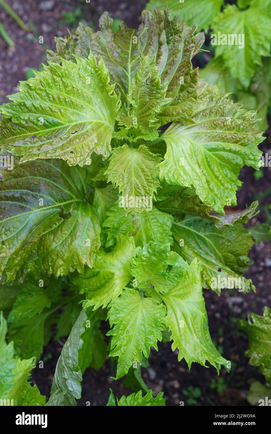 Green shiso plant (Perilla frutescens) herbal medicine Stock Photo - Alamy