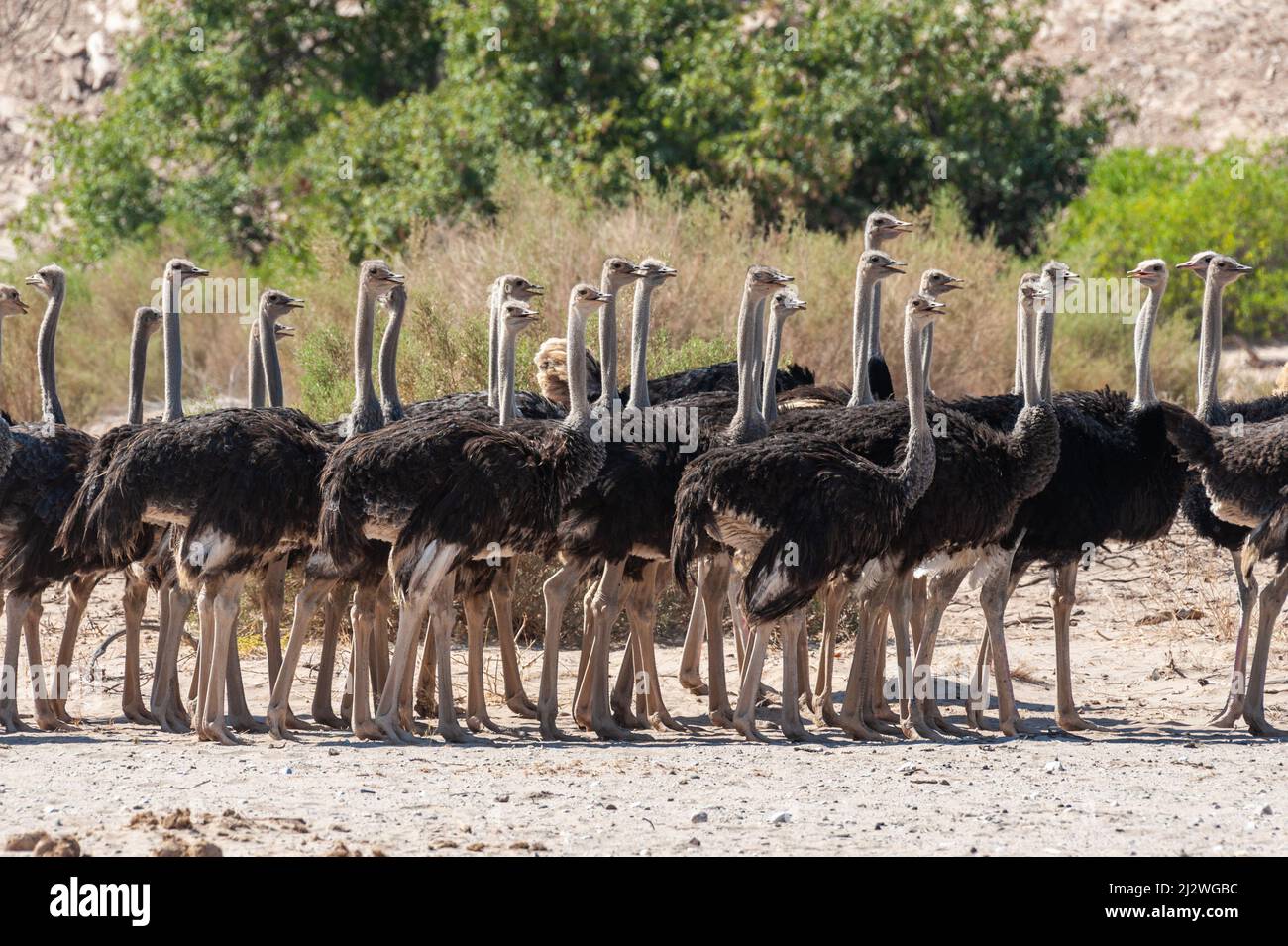 Telephoto shot of a giant group of Ostriches crossing a dirt road ...