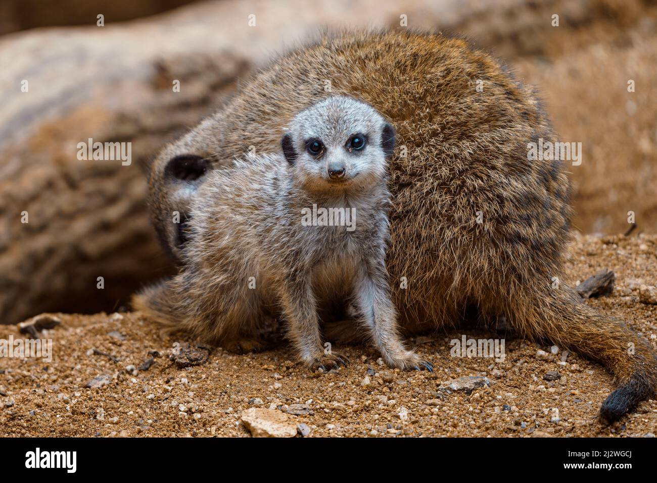 The little cub meerkat (Suricata suricatta) sitting on the sand Stock ...