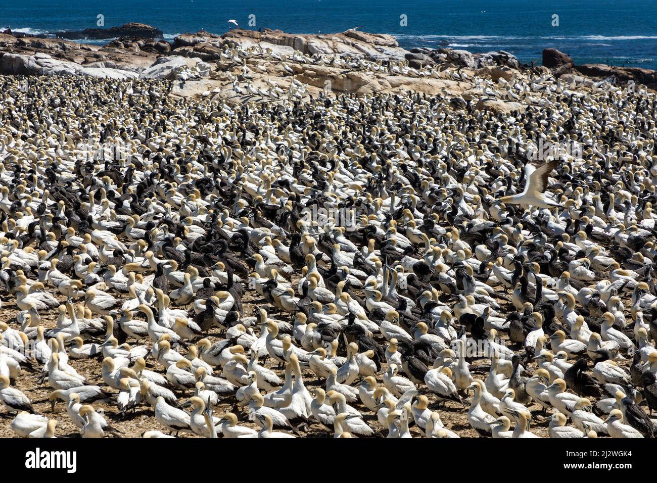 Large breeding colony of Cape Gannet birds at bird Island, Lamberts bay ...