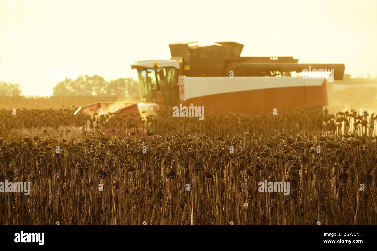 Combine harvester harvesting ripe sunflower Stock Photo - Alamy