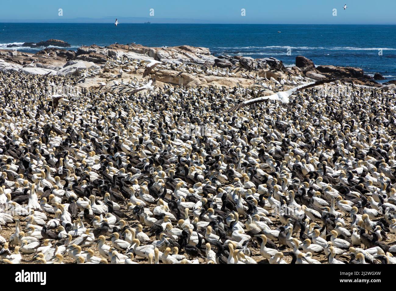 Selective focus on a large folk of Cape Gannet birds at Bird Island in ...