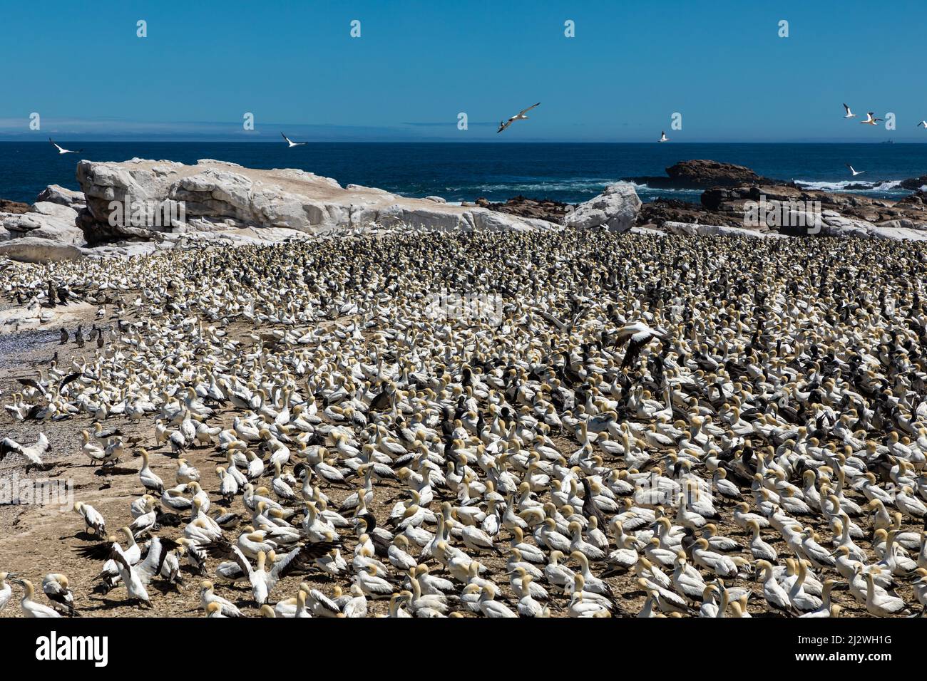 Large breeding colony of Cape Gannet seabirds at Bird island, Lamberts ...