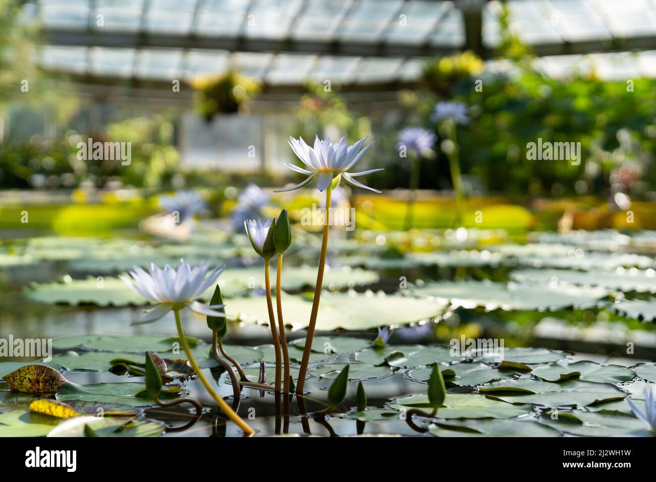 Botanical greenhouse with pond water lilies and lotuses. Glasshouse ...