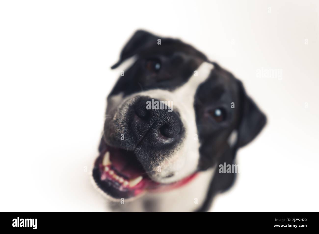 Pure breed dog hi-res stock photography and images - Alamy