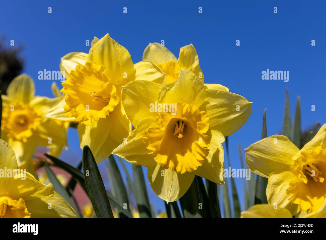 Blue yellow springtime! hi-res stock photography and images - Alamy