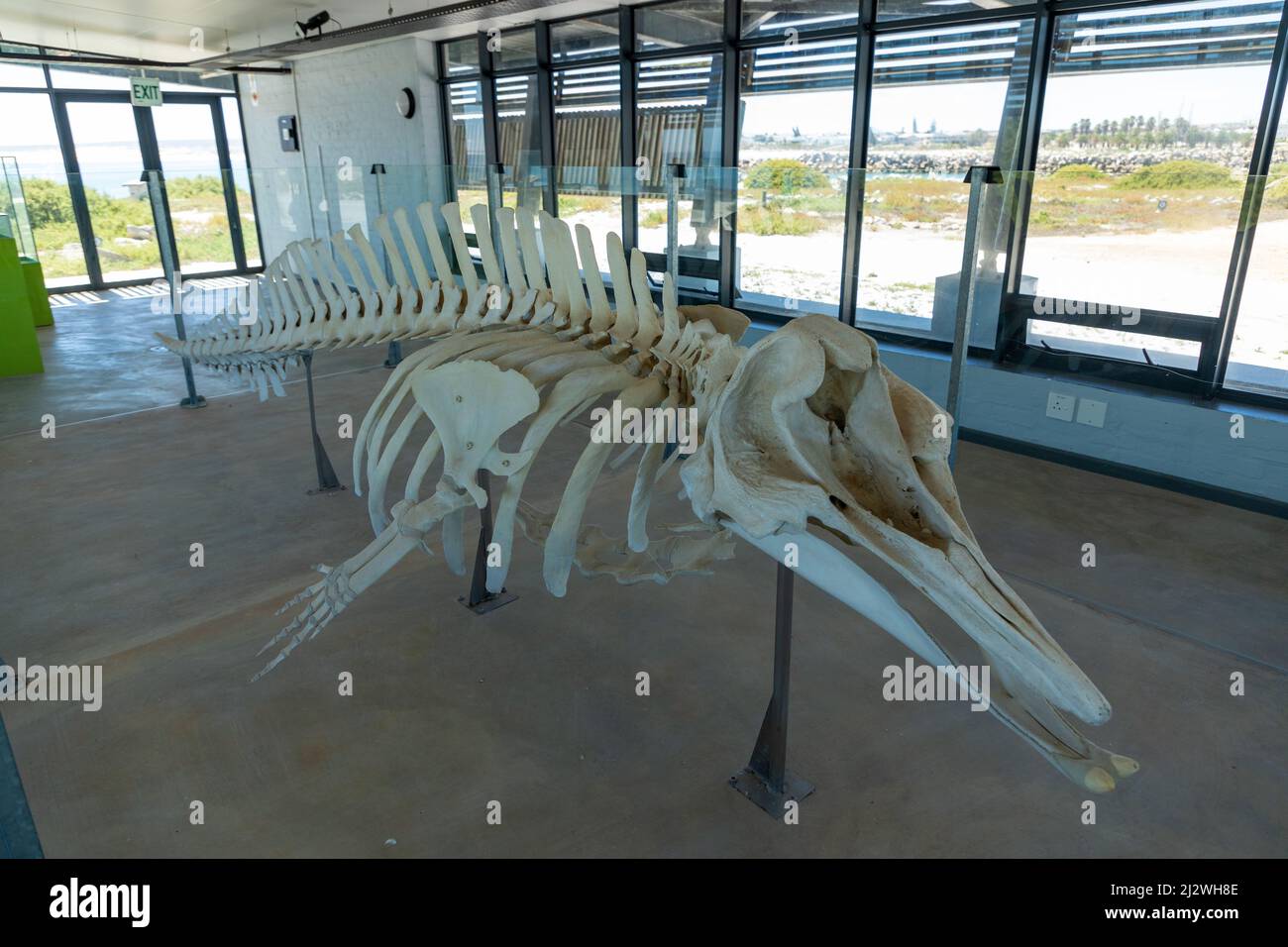 Complete skeleton of a Humpback whale Stock Photo - Alamy