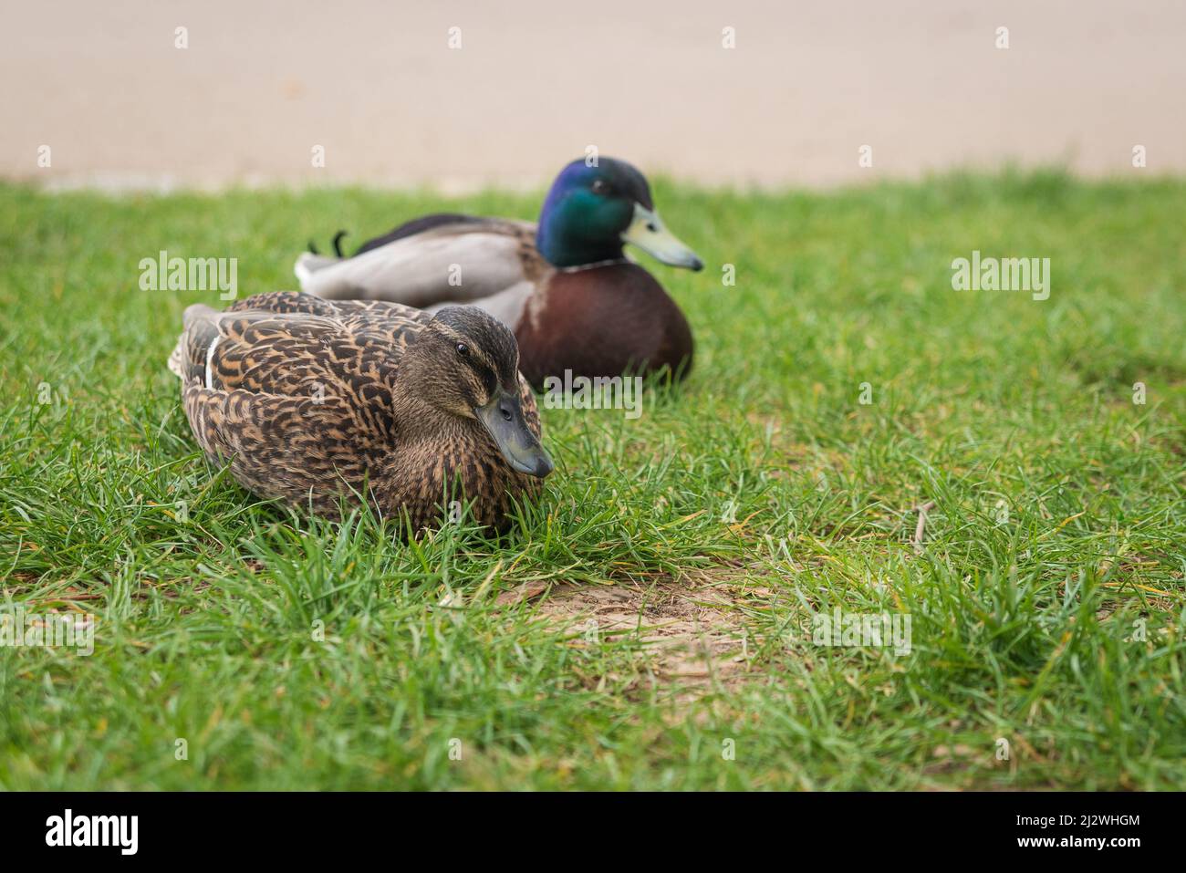 Two lying ducks hi-res stock photography and images - Alamy