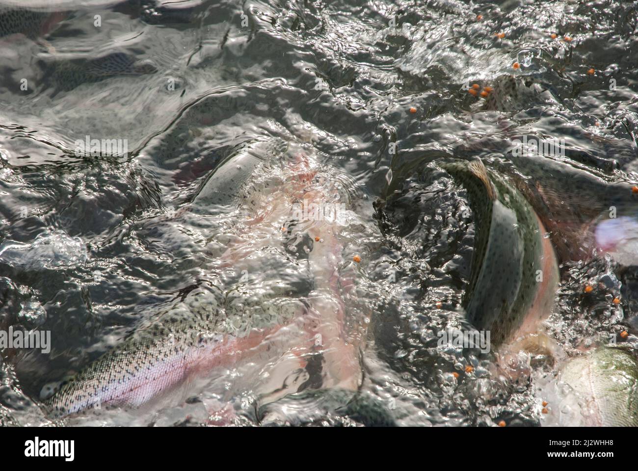 Feeding trout in fish farm closeup in fresh water Stock Photo - Alamy