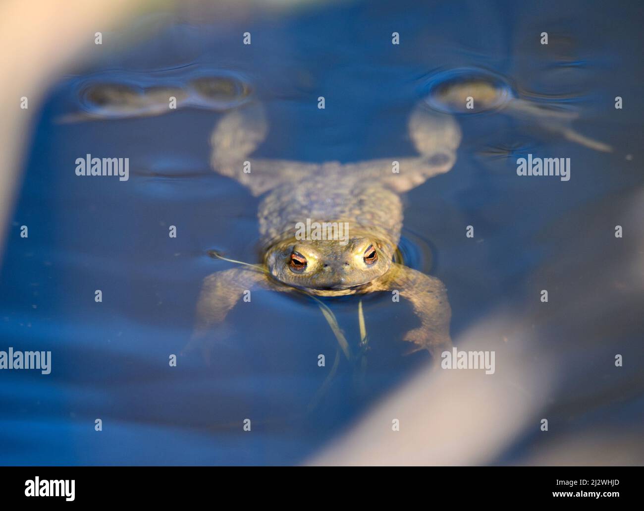 Hamburg, Germany. 27th Mar, 2022. A common toad sits in the sunshine in ...