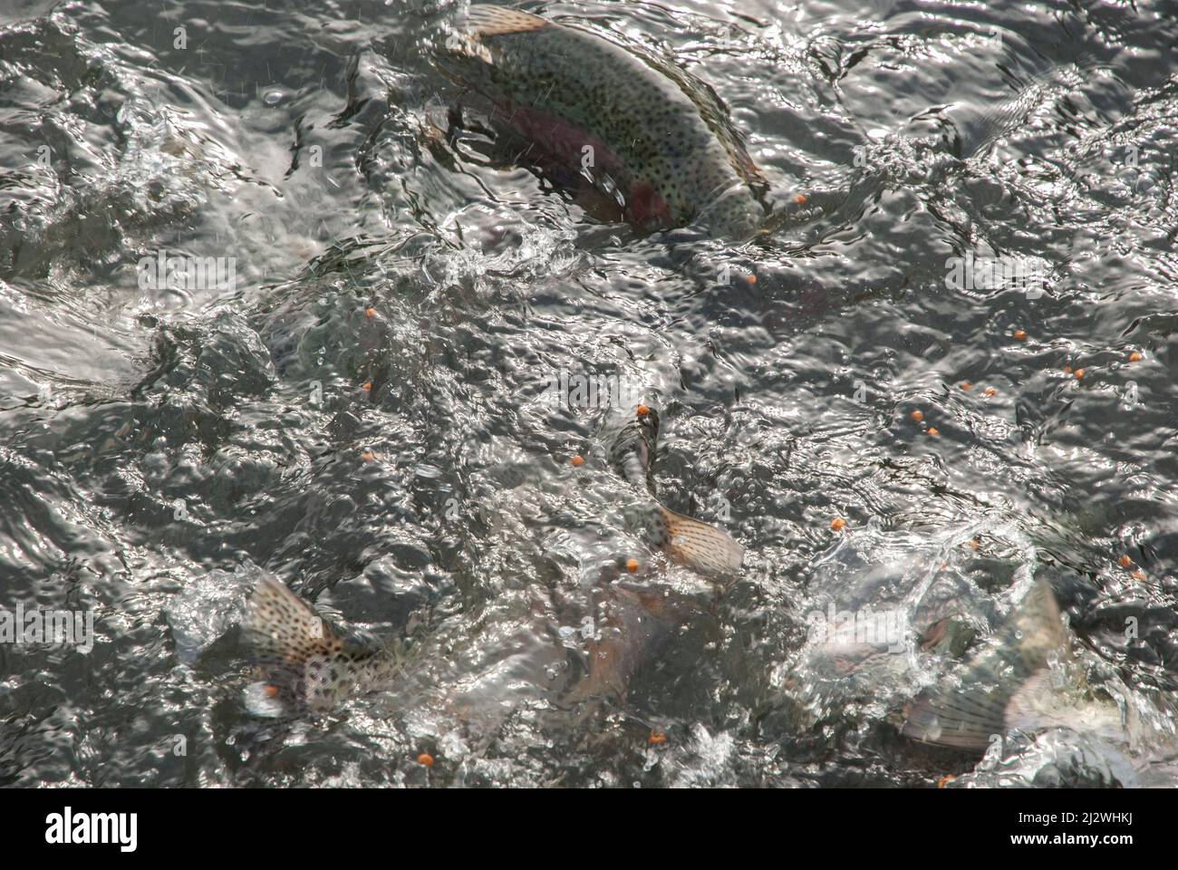 Feeding trout in fish farm closeup in fresh water Stock Photo - Alamy