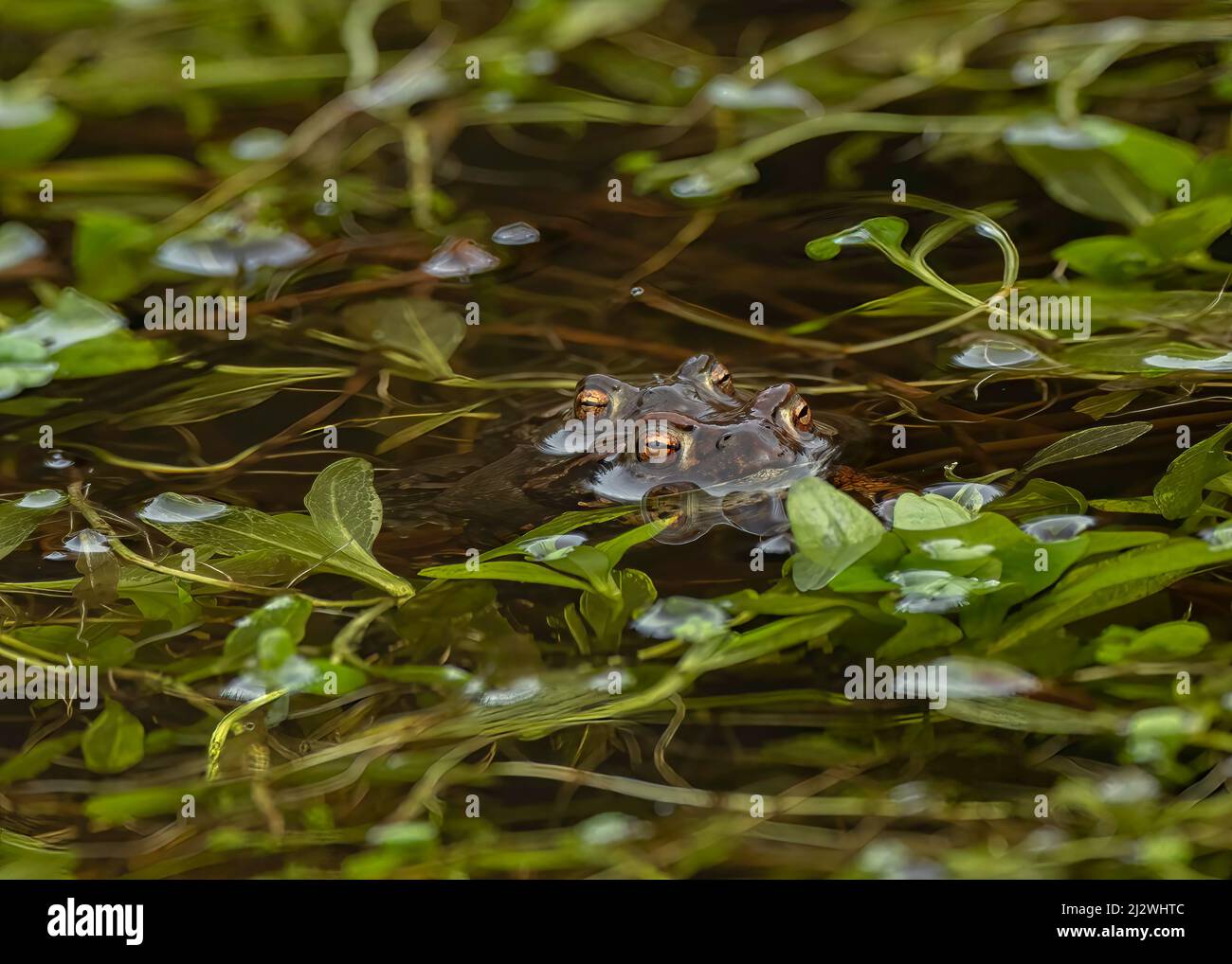 Scottish toads hi-res stock photography and images - Alamy
