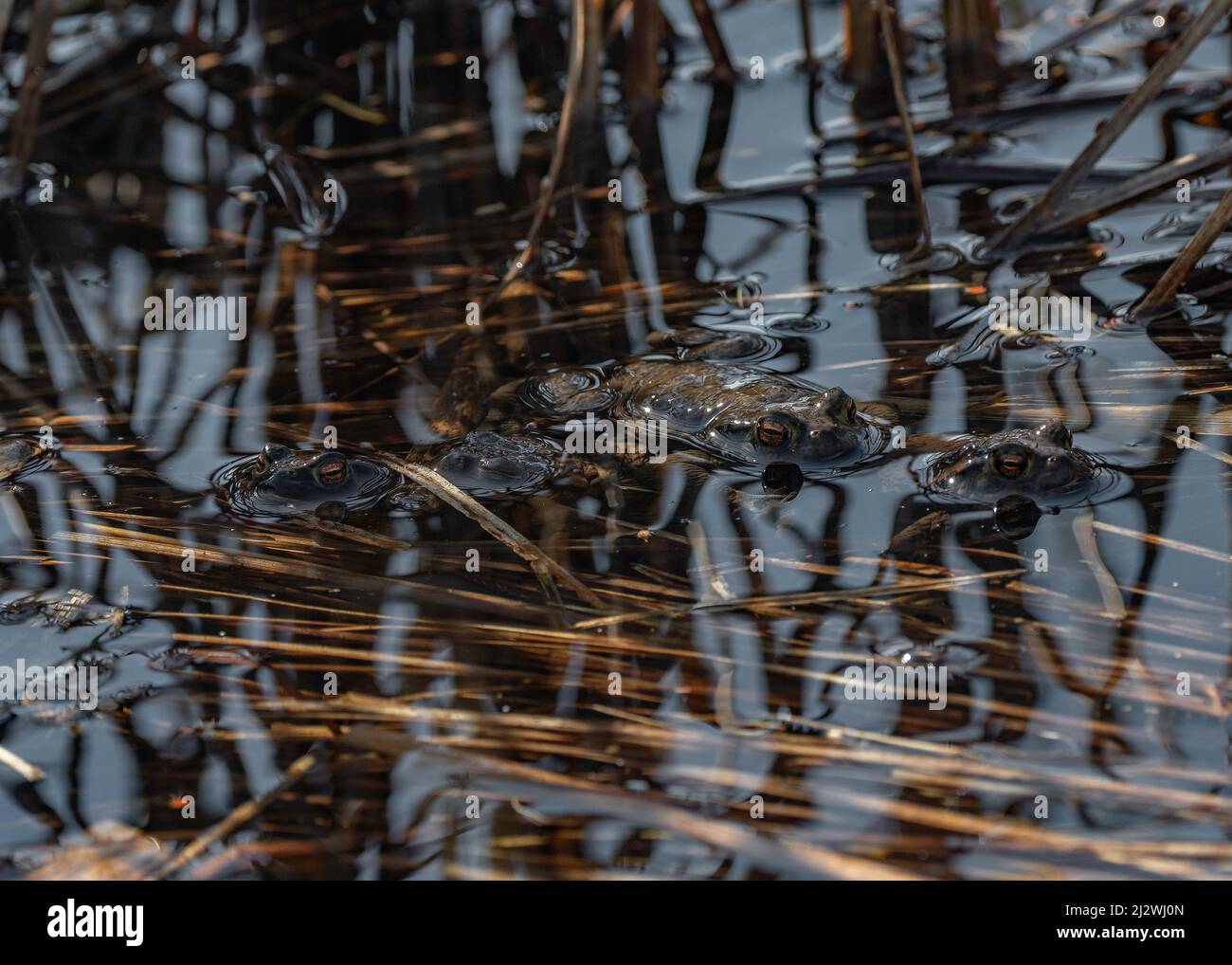 Scottish toads hi-res stock photography and images - Alamy