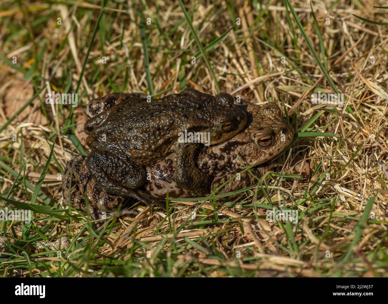 Scottish frogs hi-res stock photography and images - Alamy